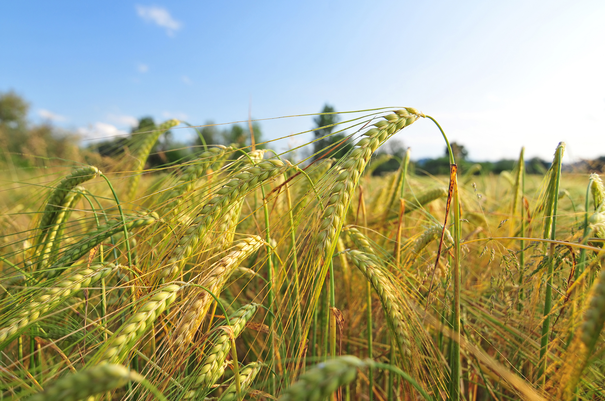 Spring barley seed treatments for 2025 - Agrii Journal
