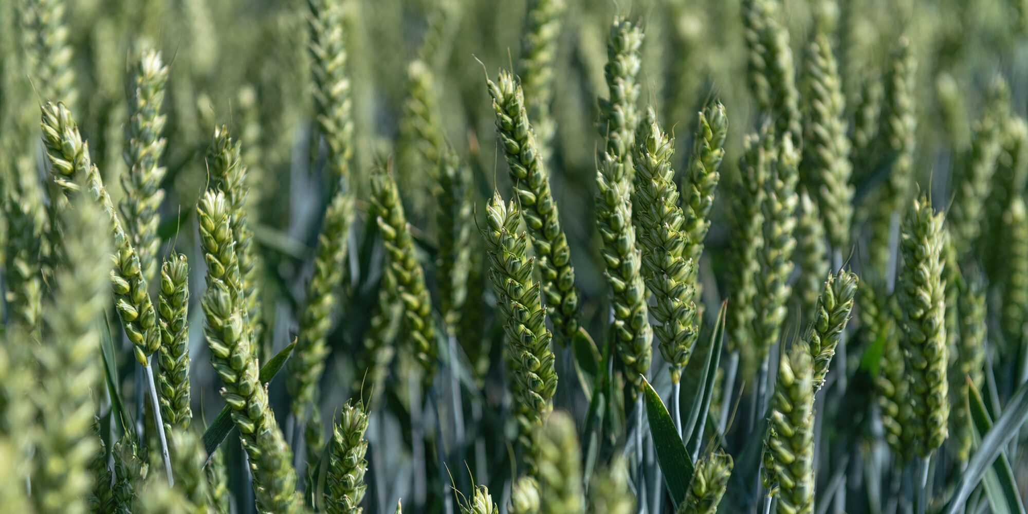 Spring 2025 - Agrii Journal