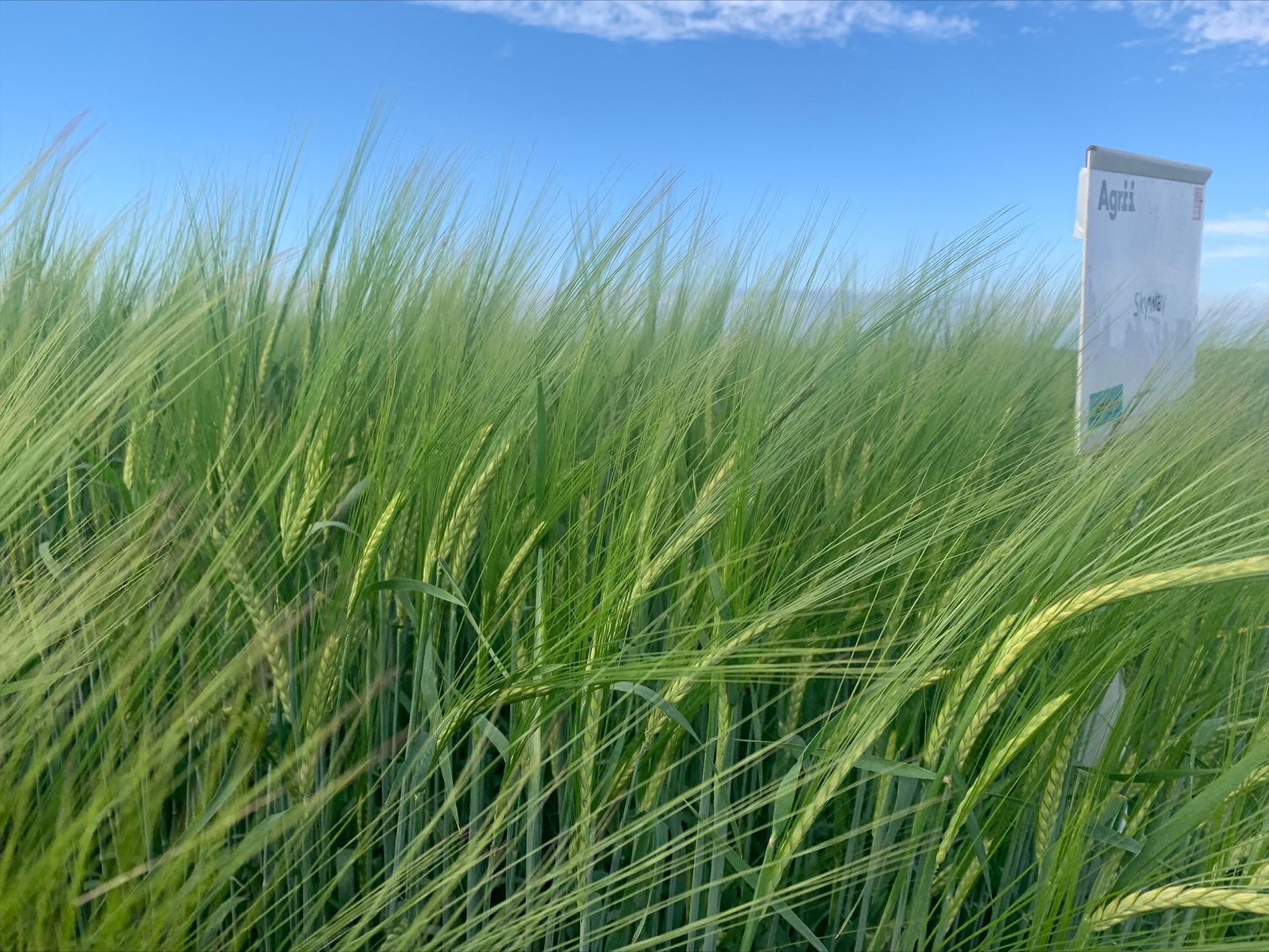 Spring 2025 - Agrii Journal